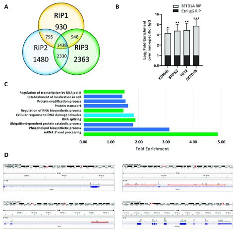 Analysis Of The Mrnas Associated With Setd1a A Number Of Mrnas That