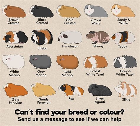 Guinea Pig Breeds Complete Guide 2023 Artofit