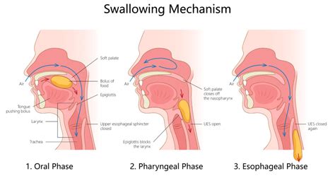 Swallowing Phases Control Teachmephysiology
