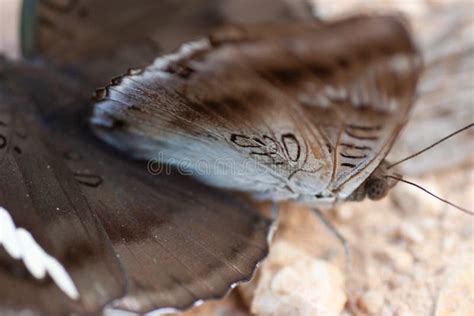 A Close Up Of Beautiful Couple Butterfly Mating Or Having Sex Stock