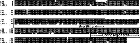 Sequence Alignment Of Salix Caprea With Populus Trichocarpa For The