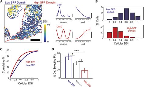 Direction Maps Were Located In Cortical Domains Preferring Low Spf A Download Scientific