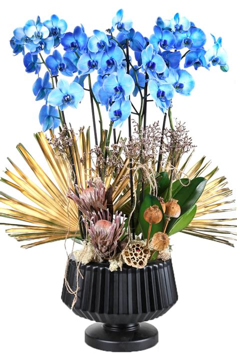 Magic Blue Orchids | Taze Çiçek