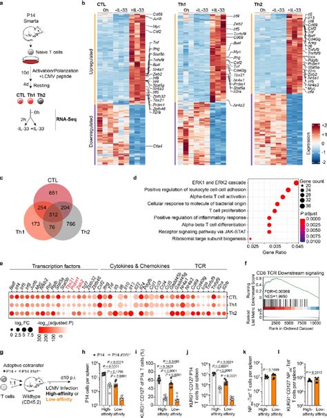 Transcriptional Profiling Indicates Broad Costimulatory And Tcr 814