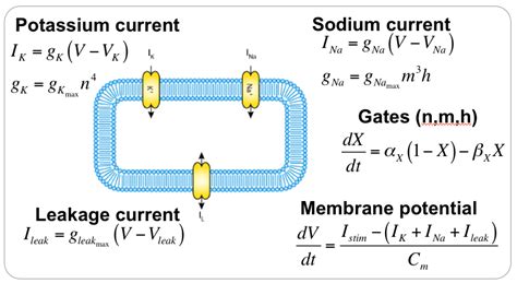 learning cellml by example the hodgkin and huxley model — physiome model