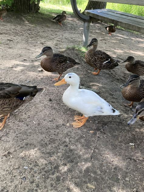 This Duck I Saw At A Park Rduck