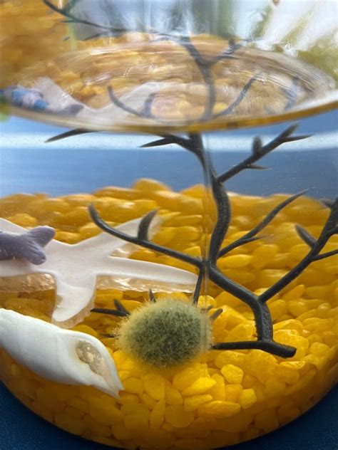 마리모 죽음 의심 지식in