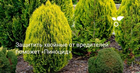 Защитить хвойные от вредителей поможет «Пиноцид» — Ботаничка