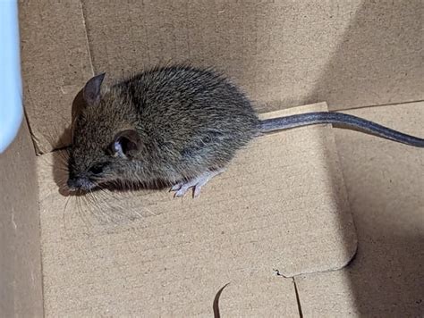 Rodent Spotted Native Or Common Pest Adelaide Raustralianwildlife