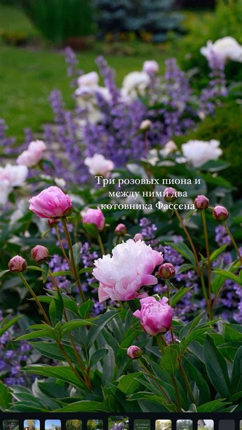 Пин от пользователя Кондитер после шести на доске Клумбы на даче в 2025 г Идеи посадки