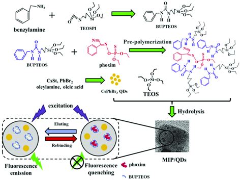 Schematic Illustration Of The Preparation Of Mipcspbbr 3 Qds