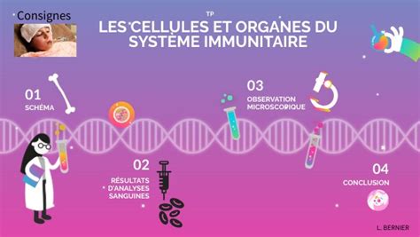 Organes Et Cellules Du Système Immunitaire 3°