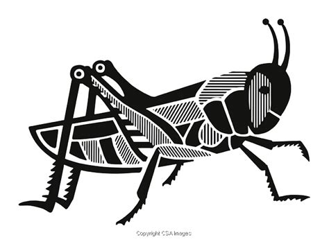 Grasshopper Illustrations Unique Modern And Vintage Style Stock
