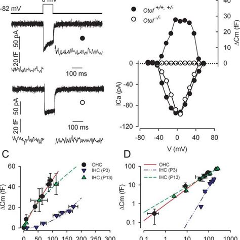 Calcium Evoked Exocytosis In Ohcs And Ihcs From Otof And Otof Mice