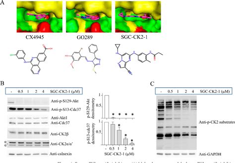 Figure 2 From Exploring Protein Kinase Ck2 Substrate Recognition And The Dynamic Response Of