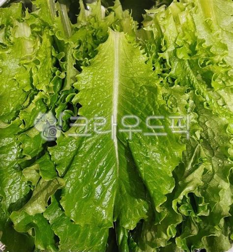 청상추 로메인 청로메인 로메인상추 청로메인상추 사진이미지일러스트캘리그라피 먹방작가