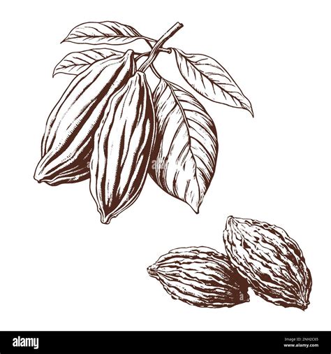 Cocoa Pods Vector Illustration Label Stock Vector Image And Art Alamy