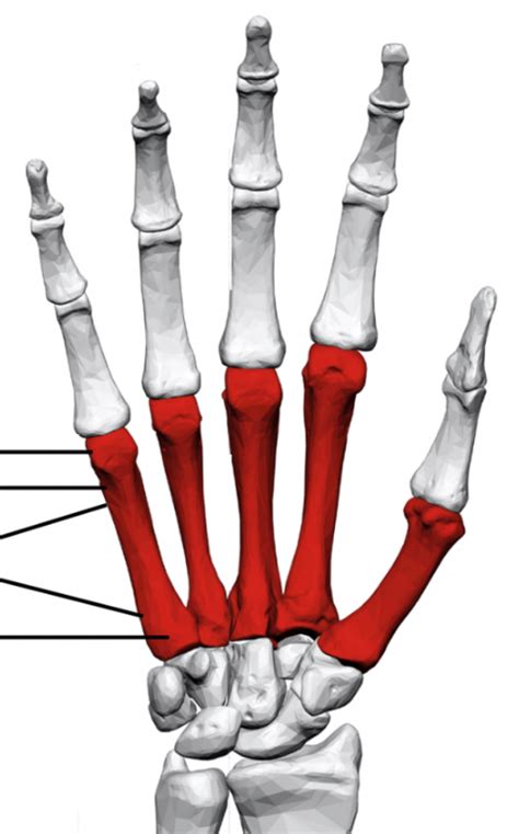 Metacarpals Diagram Quizlet