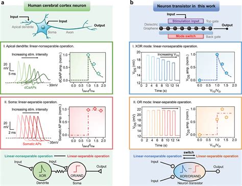 Single Transistor Neuron Redefines Efficiency In Neuromorphic Computing