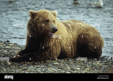 Grizzly Bear Alaskan Taken In Profile Close Up Looking Back Over