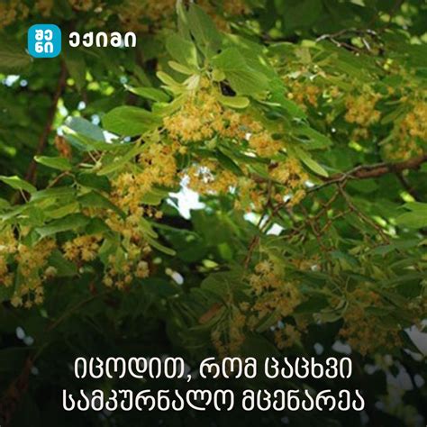 Sheniekimi Ge იცოდით რომ ცაცხვი სამკურნალო მცენარეა წაიკითხეთ საოცარი რეცეპტები ვრცლად
