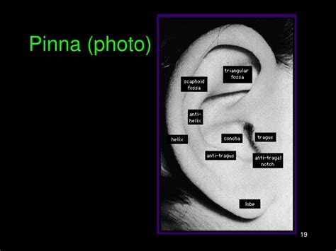 Ppt Anatomy And Physiology Powerpoint Presentation Free Download