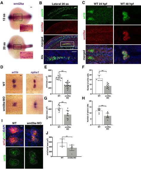 Wnt2ba Is A Podocyte Marker And Regulator A Wnt2ba Is Expressed In