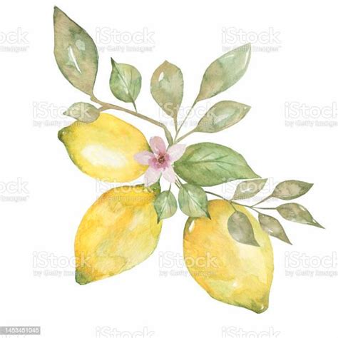 감귤류 과일 꽃과 잎과 레몬 가지 수채화 손으로 그린 그림 0명에 대한 스톡 벡터 아트 및 기타 이미지 0명 감귤류 과일