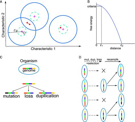 Representation Of The Evolutionary Model A A Schematic Depiction Of