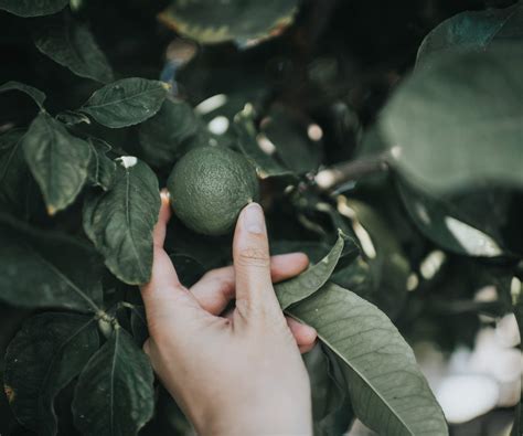 How To Prune A Lime Tree Expert Tips For Correct Trimming Homes And Gardens