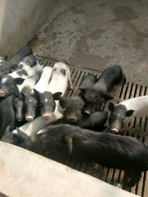 [巴马香猪批发]山东济宁嘉祥县香猪 580 00元 头巴马香猪 一亩田