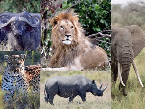 The Big 5 Of Africa One Nature Hotels