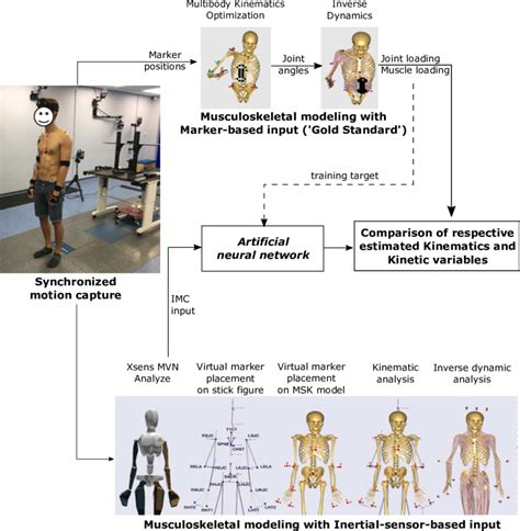Pipeline For Machine Learning Ml For Musculoskeletal Msk Modelling Download Scientific