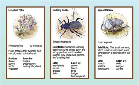 Boots In The Basin Environmental Values