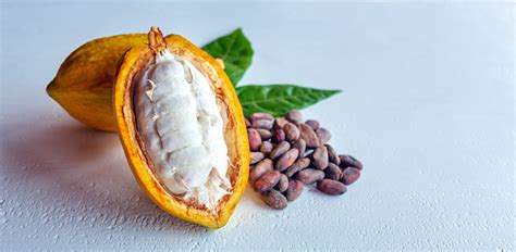 잘 익은 신선한 슬라이드 코코아 꼬투리 반쯤 자른 코코아 과일 흰색 나무 배경에 녹색 카카오 잎이 있는 마른 갈색 코코아 콩을