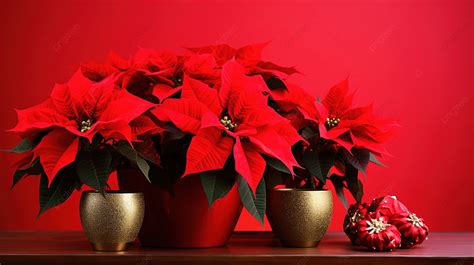 화분에 있는 아름다운 포인세티아와 빨간색 배경의 나무 테이블에 있는 크리스마스 공 포인세티아 나무 꽃 화단 배경 일러스트 및 사진 무료 다운로드 Pngtree