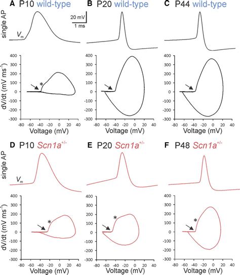 Phase Plot Analysis Suggests Altered Localization Of The Ap Initiation