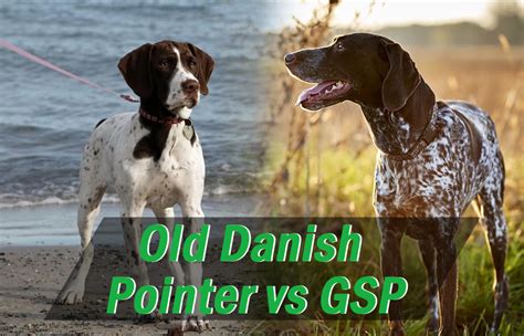 Old Danish Pointer Vs German Shorthaired Pointer Gsp Owners Old Danish Pointer Vs German Shorthaired Pointer Gsp Owners
