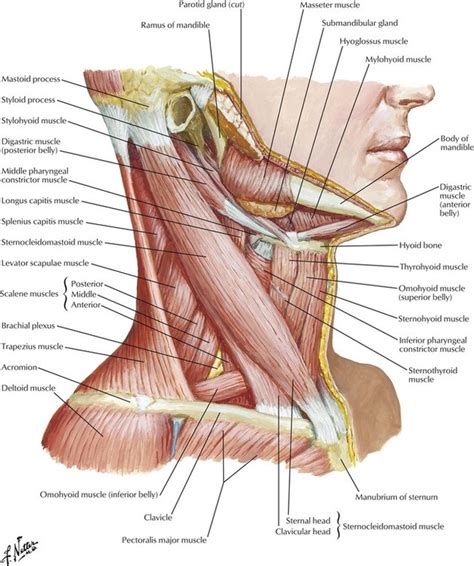 1 Head And Neck Basicmedical Key