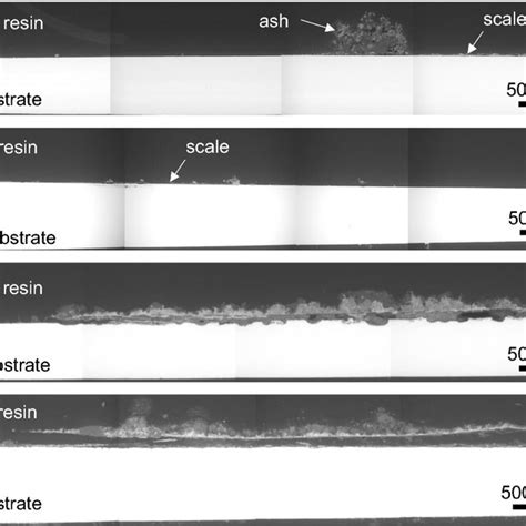 Cross Sections After Corrosion For 100 H A Sus310s After Isothermal