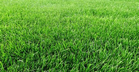 Lime Vs Gypsum Comparison Differences And What To Use When