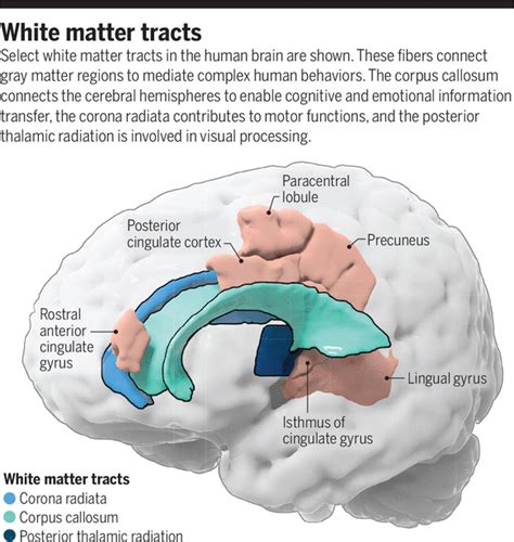 Cerebral White Matter