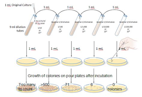 serial dilution lab conclusion experiment fasralt