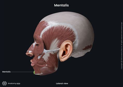 Mentalis Anatomyapp