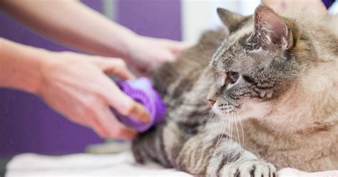 Cat Grooming Basics