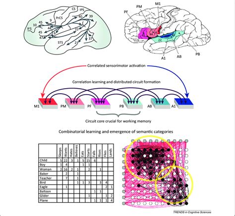 Cortico Cortical Connectivity Word Form Circuit Formation And Download Scientific Diagram