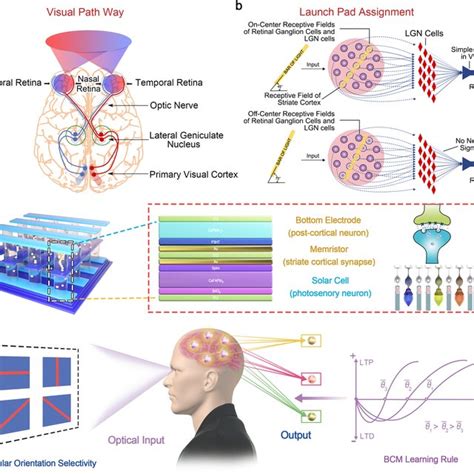 Pdf Synaptic Plasticity In Self Powered Artificial Striate Cortex For