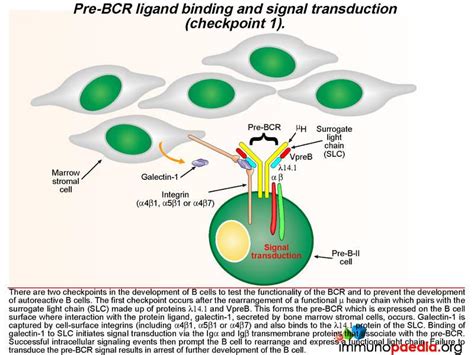 Pre Bcr Ligand Binding And Signal Transduction Immunopaedia