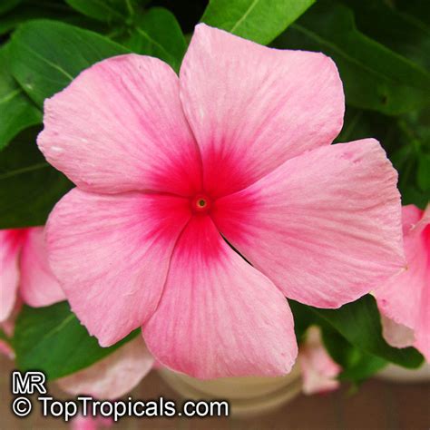 Catharanthus Roseus Madagascar Periwinkle Top Tropicals Plant
