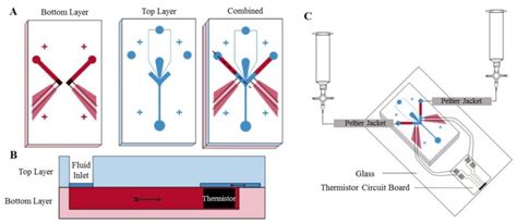 Microfluidic Devices Developed For And Inspired By Thermotaxis And